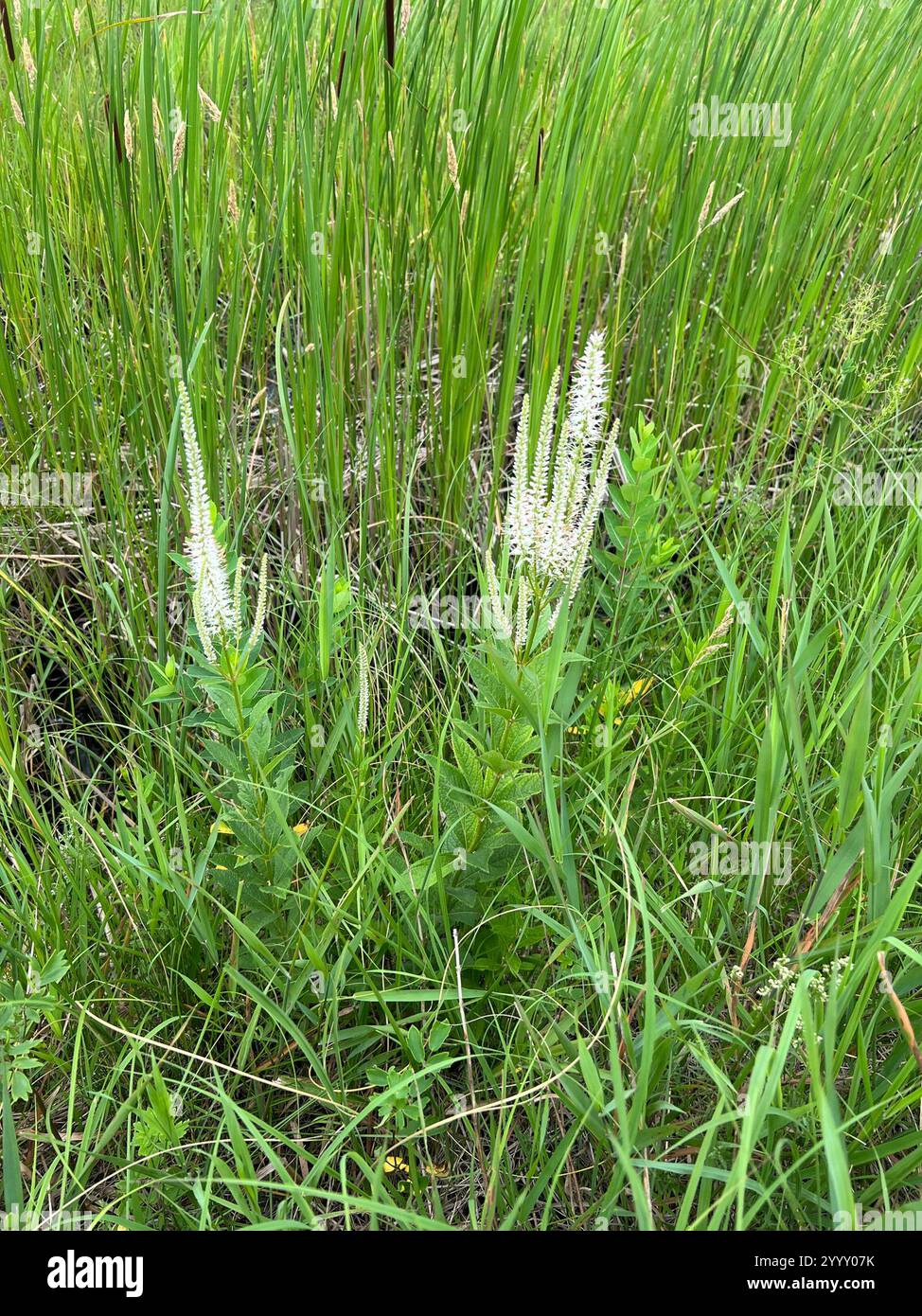 Culver's root (Veronicastrum virginicum Stock Photo - Alamy