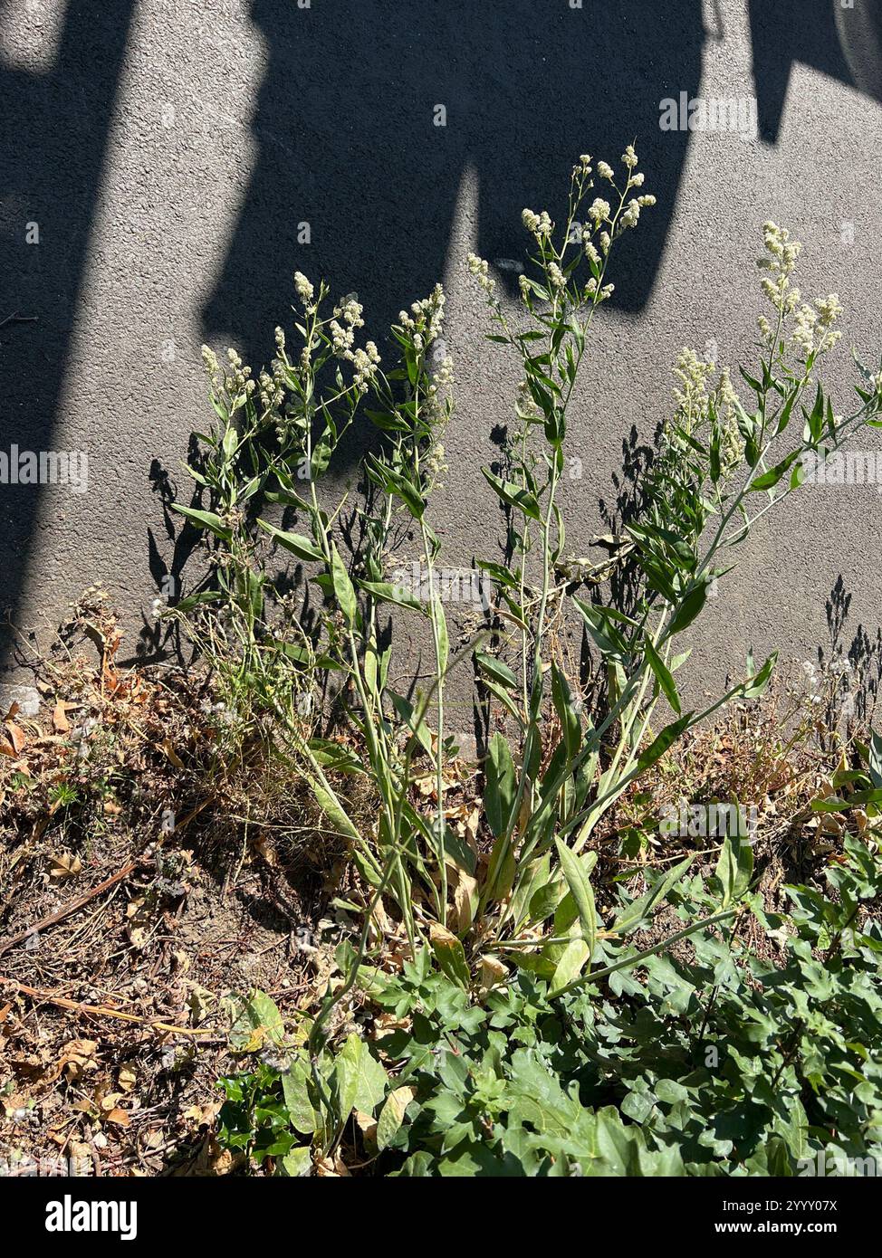 broadleaved pepperweed (Lepidium latifolium Stock Photo - Alamy