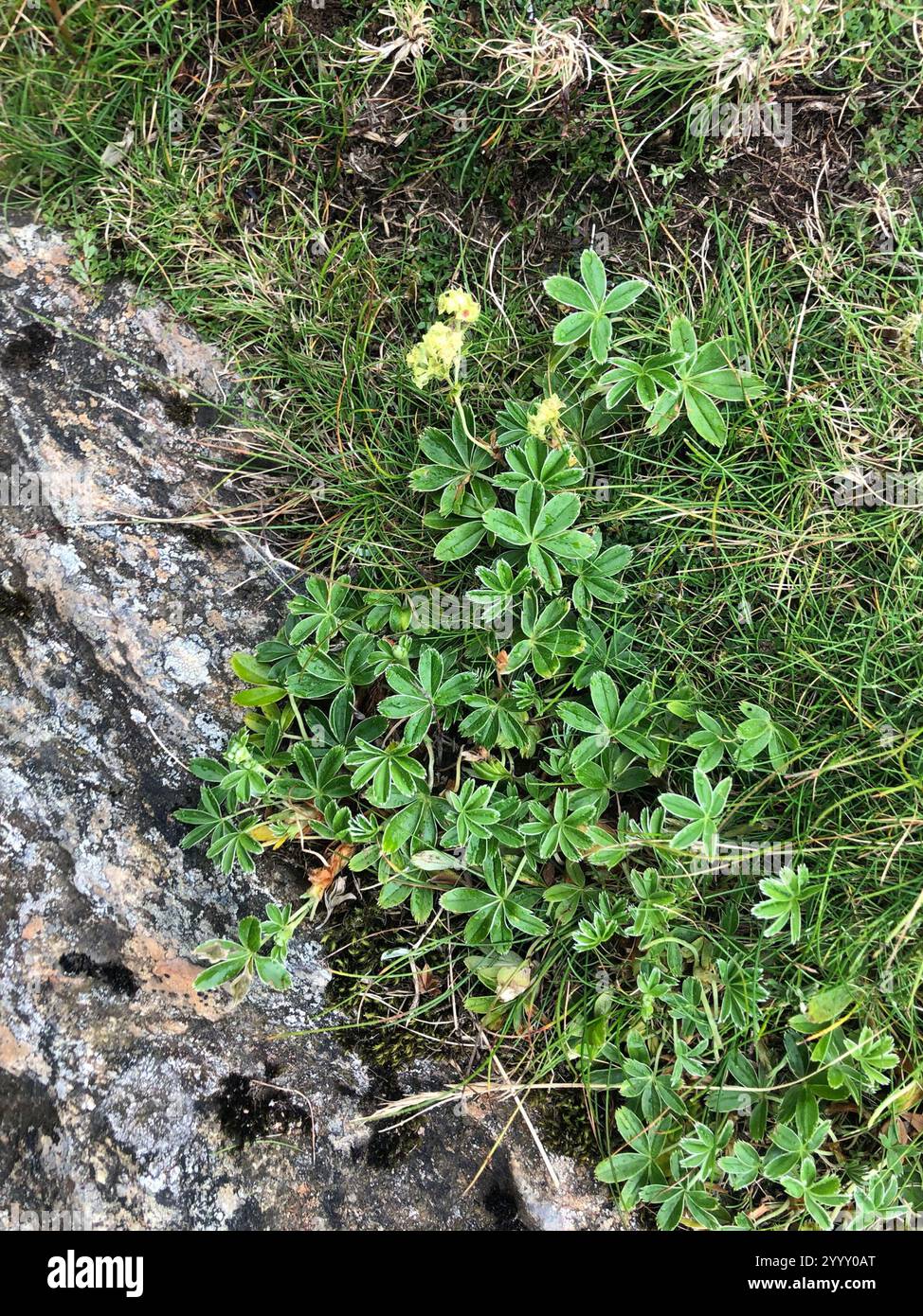 Alpine Lady's-mantle (Alchemilla alpina Stock Photo - Alamy