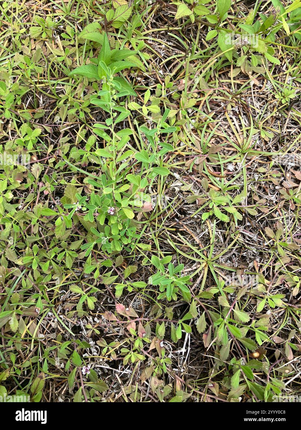 Smartweed Leafflower (Phyllanthus polygonoides Stock Photo - Alamy