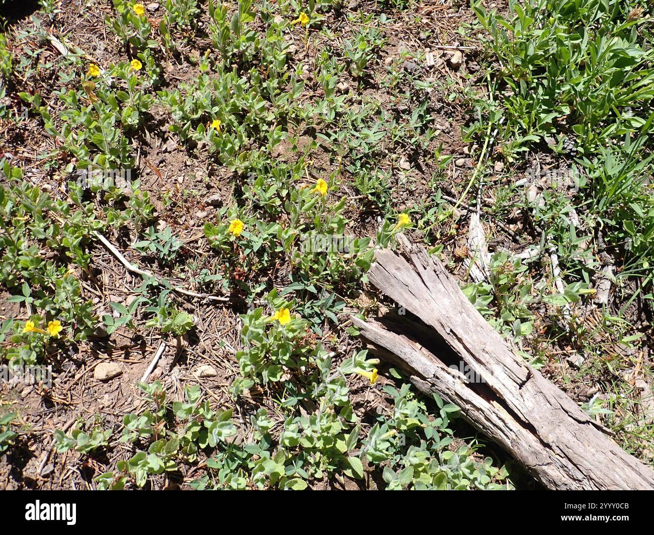 Erythranthe moschata hi-res stock photography and images - Alamy