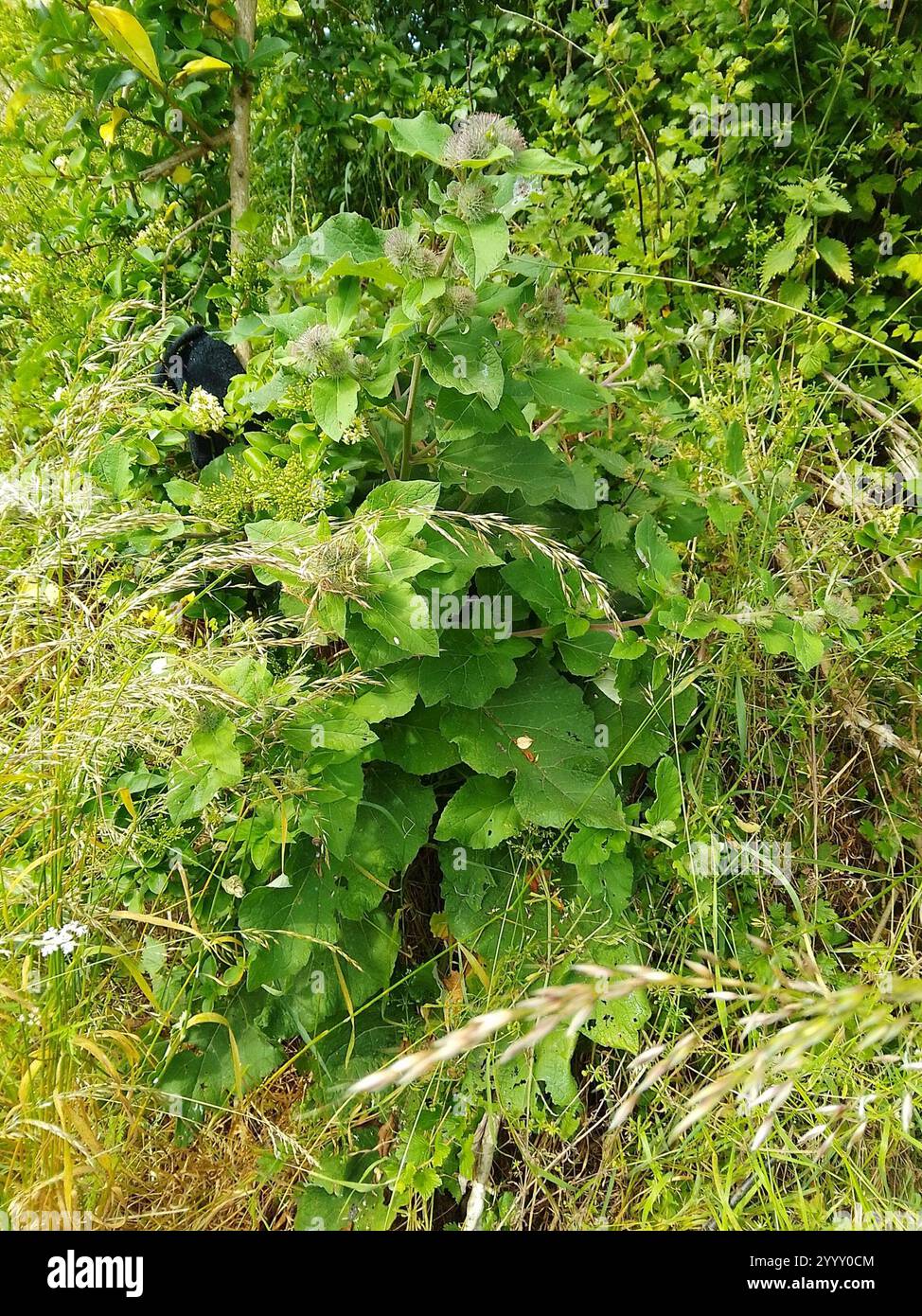 lesser burdock (Arctium minus Stock Photo - Alamy