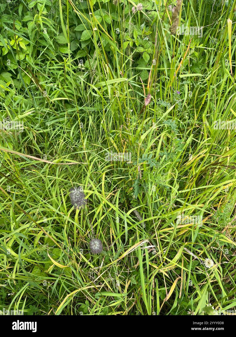 Alpine Timothy (Phleum alpinum Stock Photo - Alamy