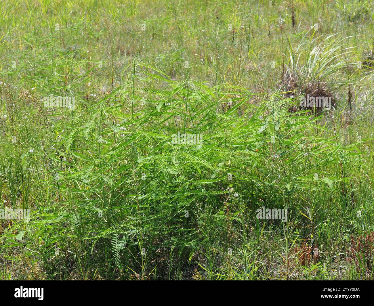 Sesbania Pea (Sesbania cannabina Stock Photo - Alamy