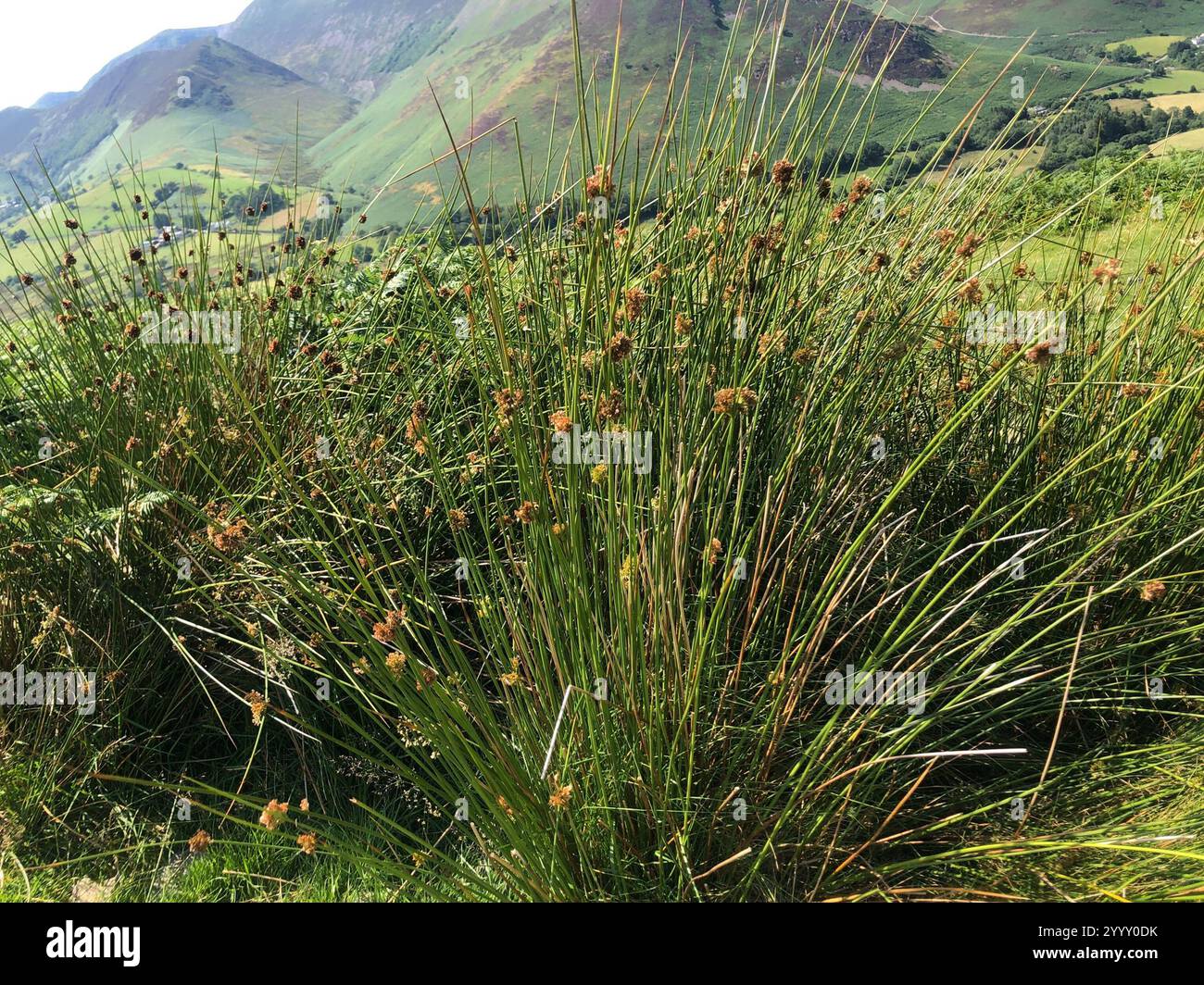 Compact Rush (Juncus conglomeratus Stock Photo - Alamy