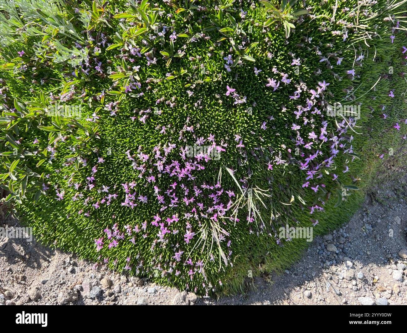 Moss Campion (Silene acaulis Stock Photo - Alamy