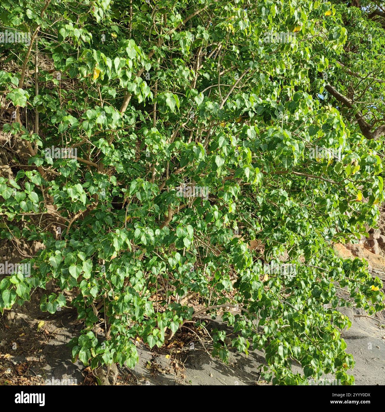 Portia tree (Thespesia populnea Stock Photo - Alamy