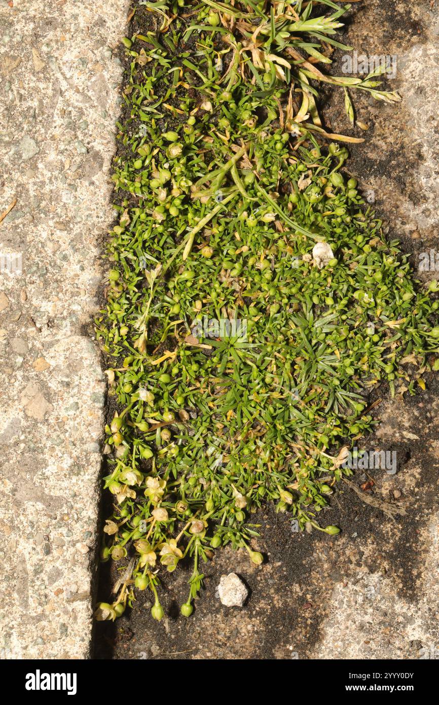 Procumbent Pearlwort (Sagina procumbens Stock Photo - Alamy