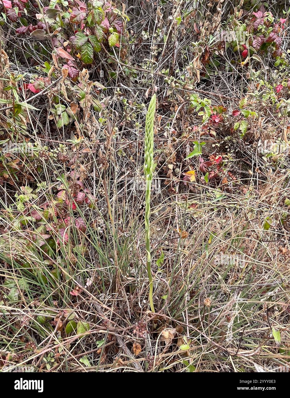 Elegant piperia hi-res stock photography and images - Alamy