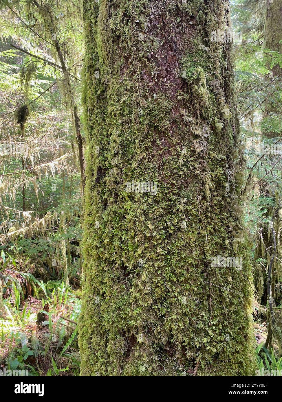 Mouse-tail Moss (Pseudisothecium myosuroides Stock Photo - Alamy