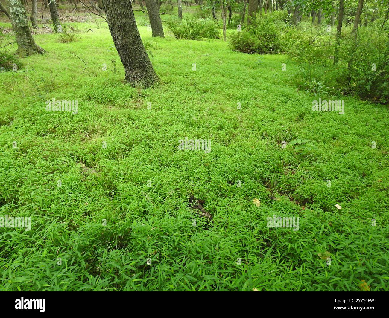 Japanese stiltgrass (Microstegium vimineum Stock Photo - Alamy