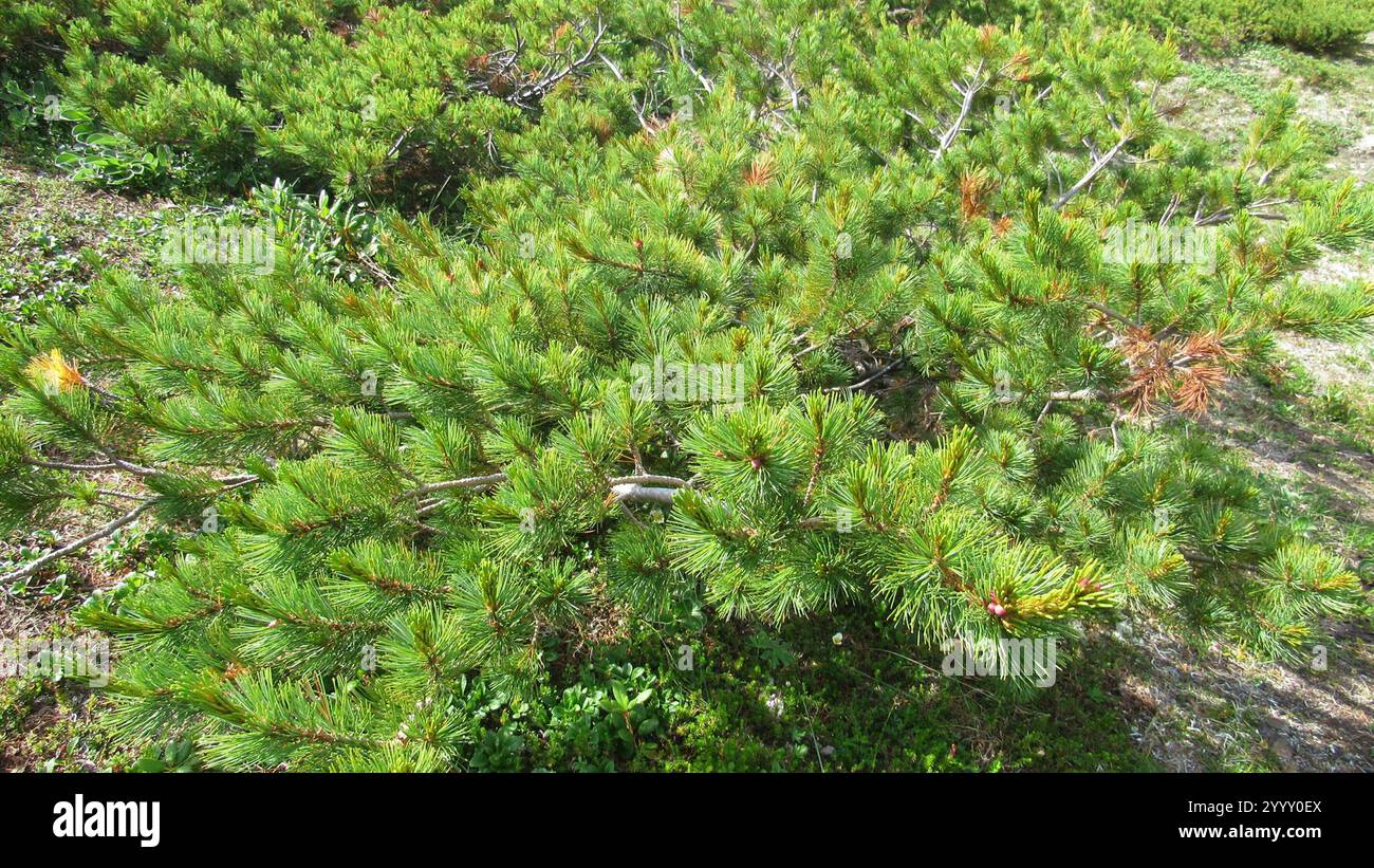 dwarf Siberian pine (Pinus pumila Stock Photo - Alamy