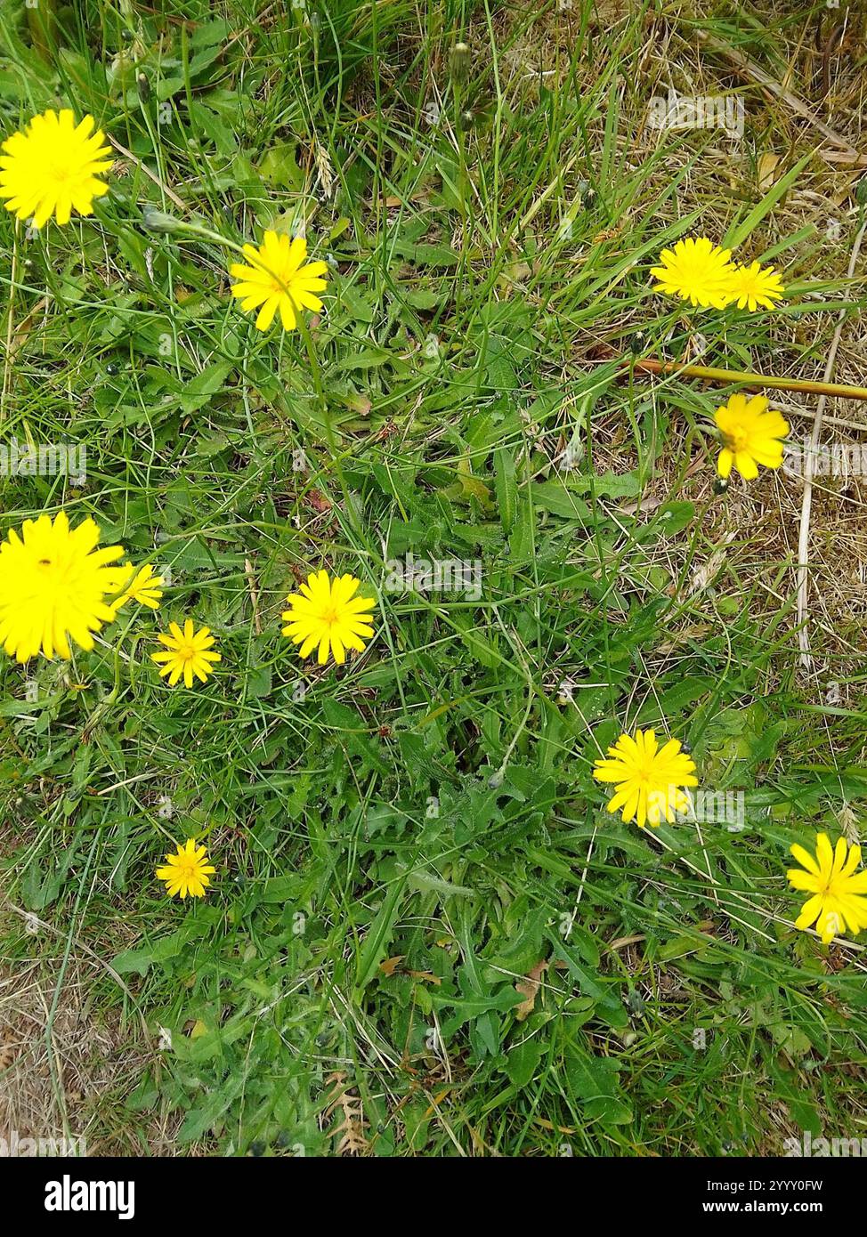 Lettuce, Chicory, Dandelion and Salsify Tribe (Cichorieae Stock Photo ...