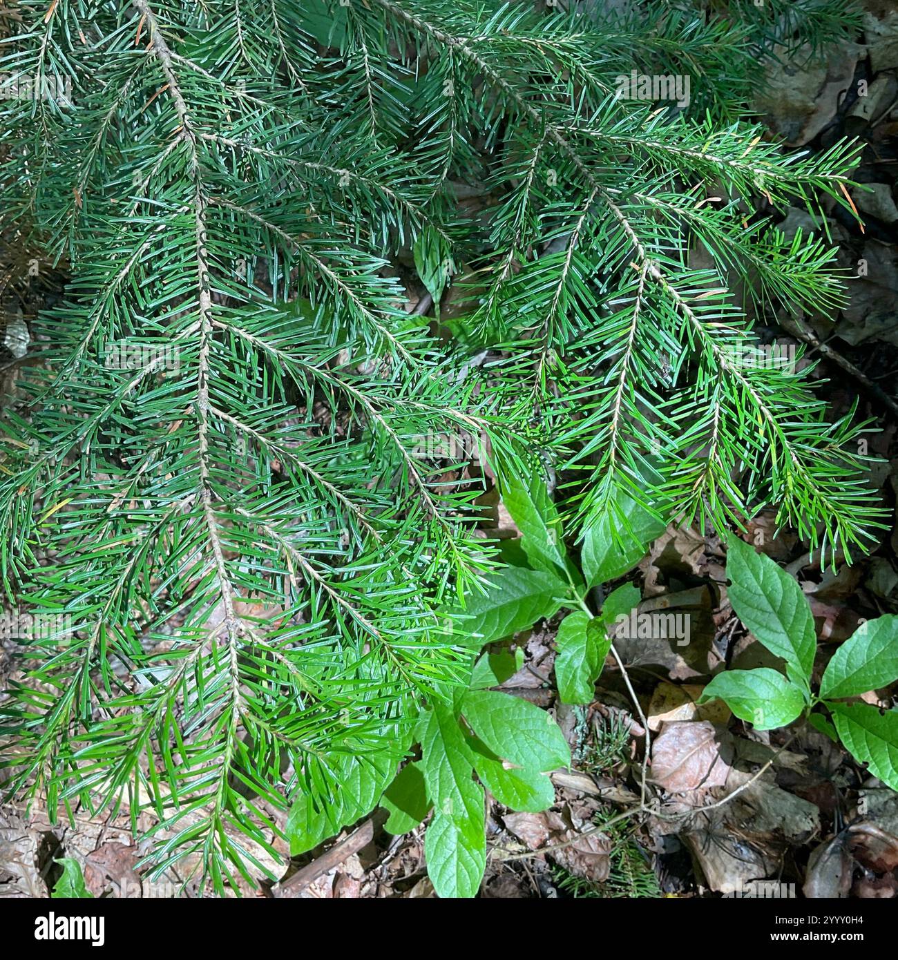 white spruce (Picea glauca Stock Photo - Alamy