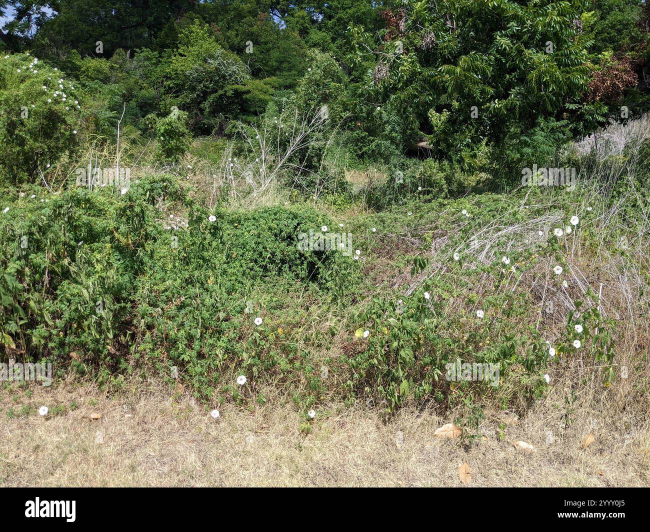Alamo vine (Distimake dissectus Stock Photo - Alamy