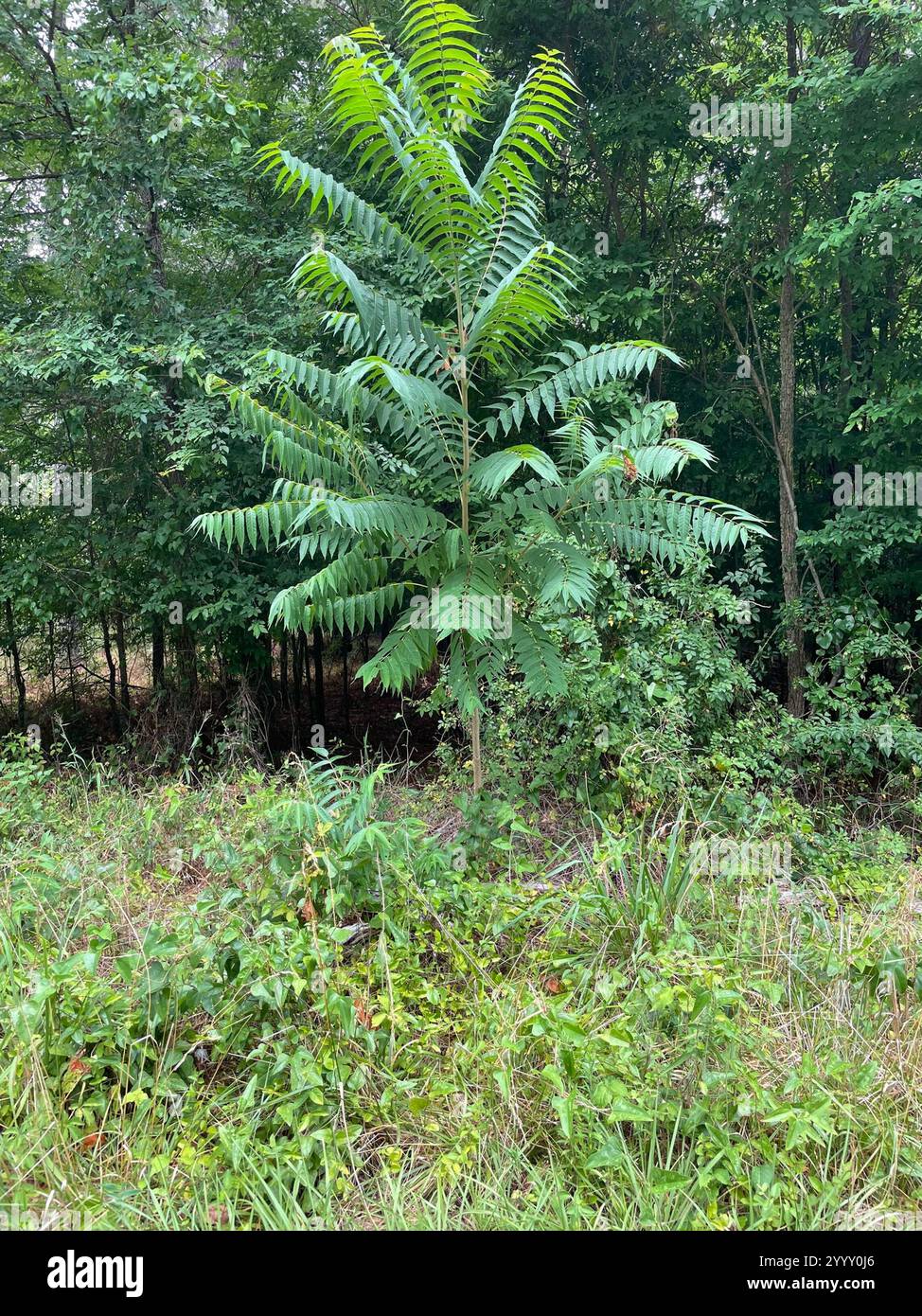 tree-of-heaven (Ailanthus altissima Stock Photo - Alamy