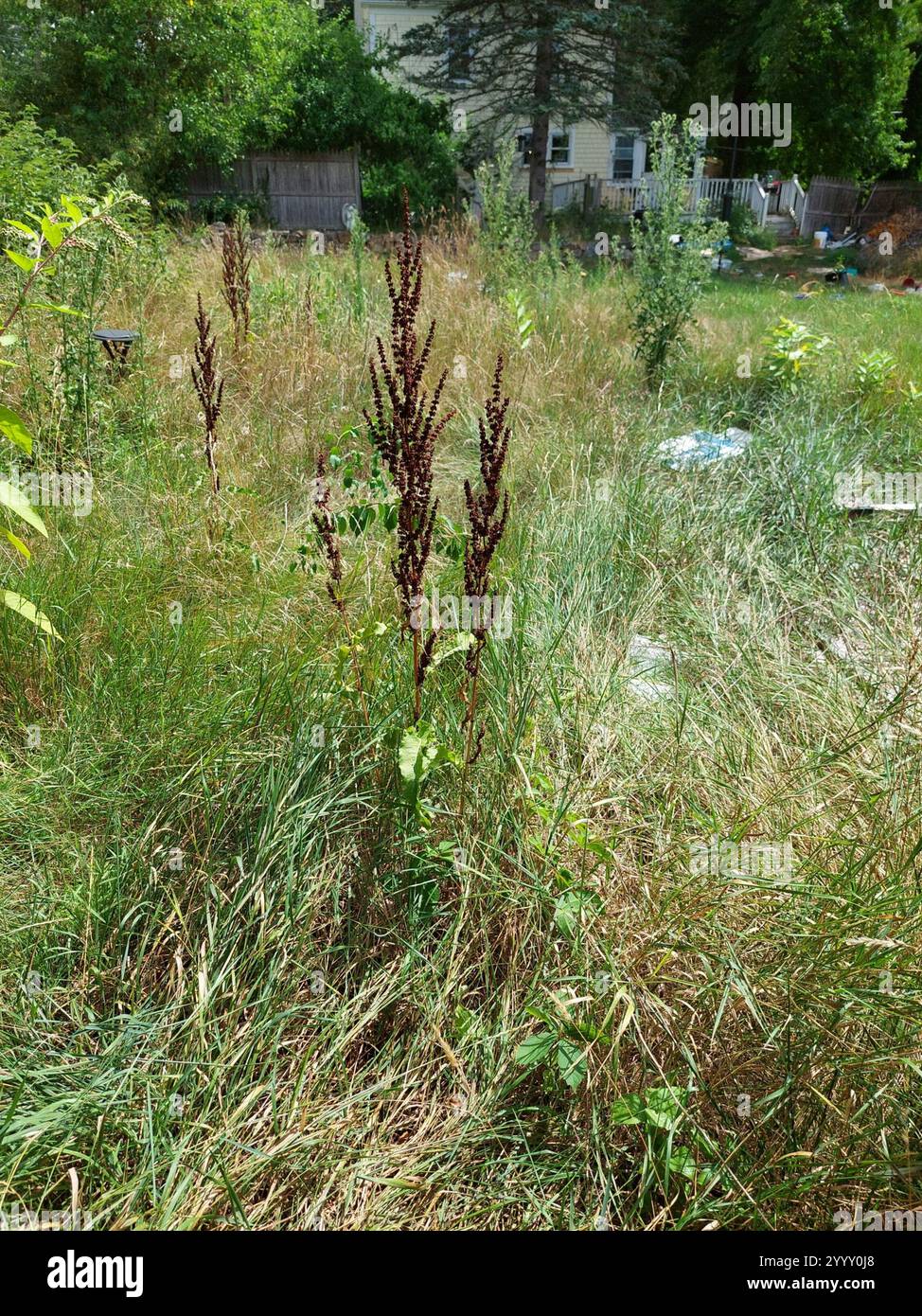 Patience dock rumex patientia hi-res stock photography and images - Alamy