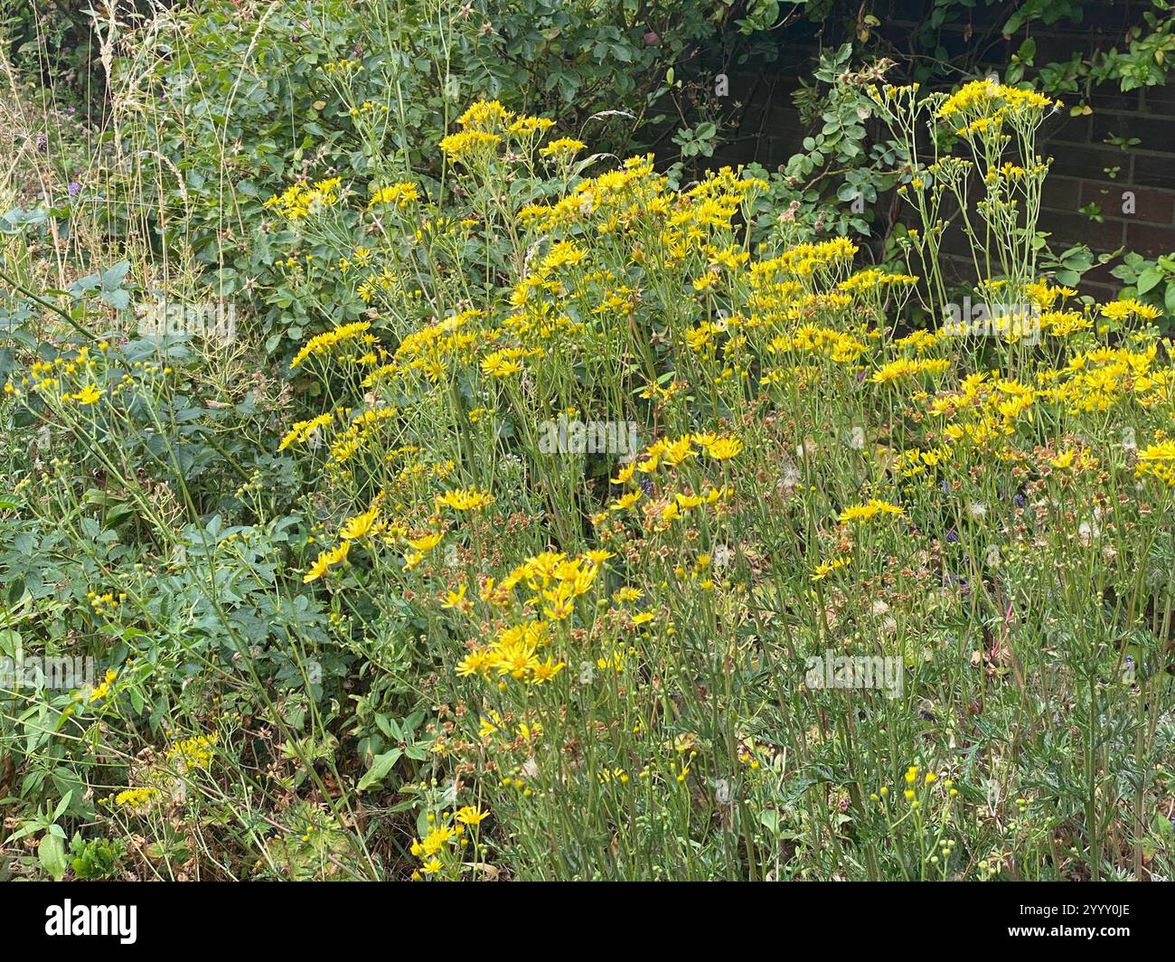 Hoary Ragwort (Jacobaea erucifolia Stock Photo - Alamy