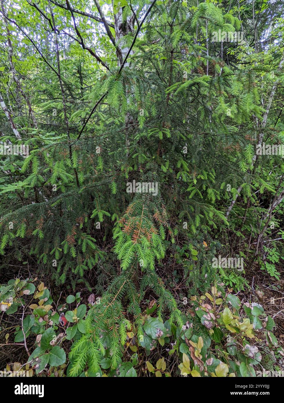 Sitka spruce (Picea sitchensis Stock Photo - Alamy