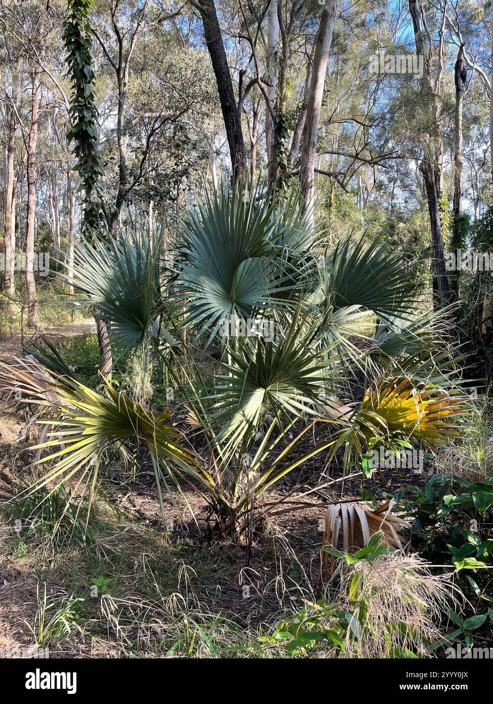 Australian Fan Palm (Livistona australis Stock Photo - Alamy