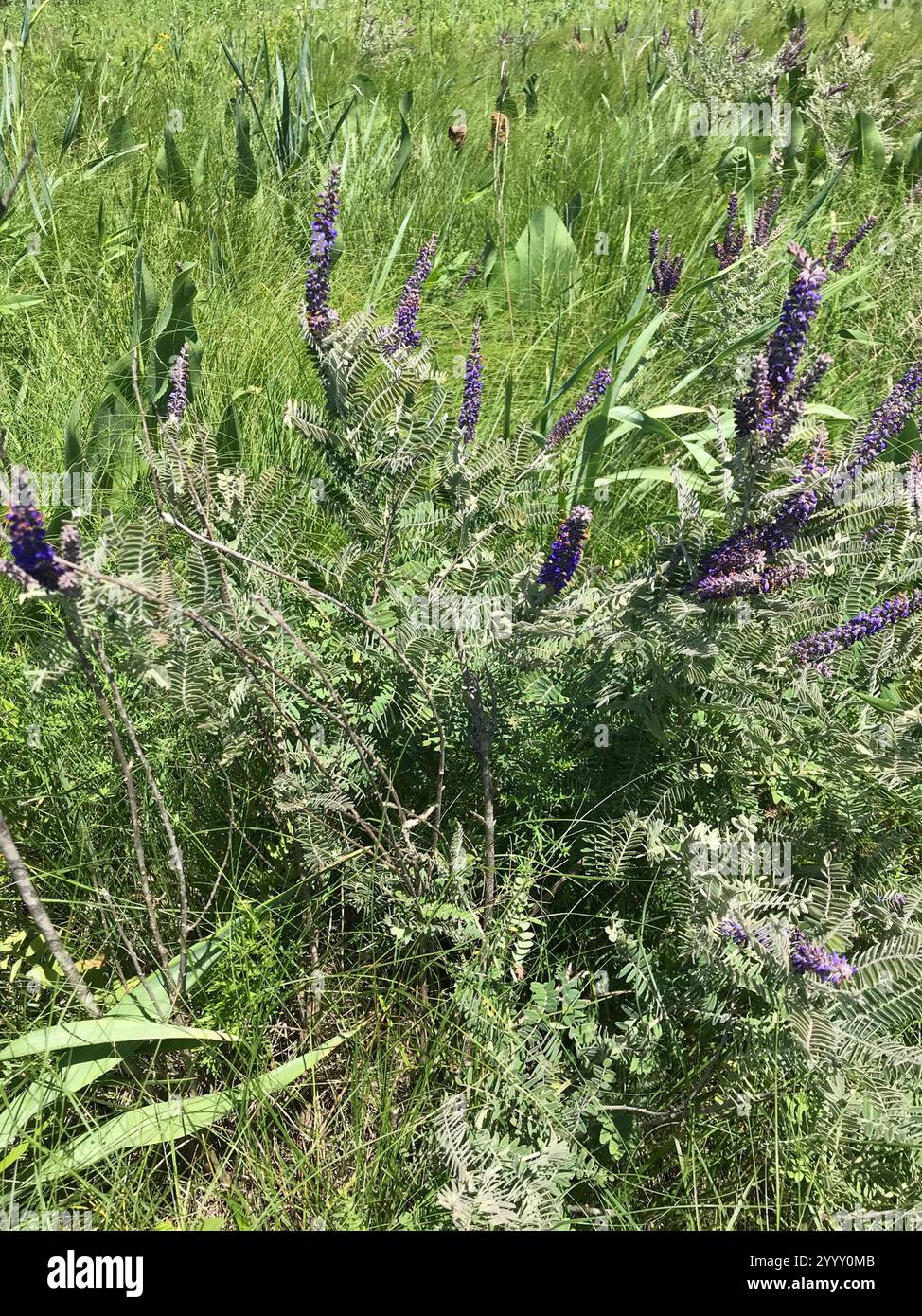 leadplant (Amorpha canescens Stock Photo - Alamy