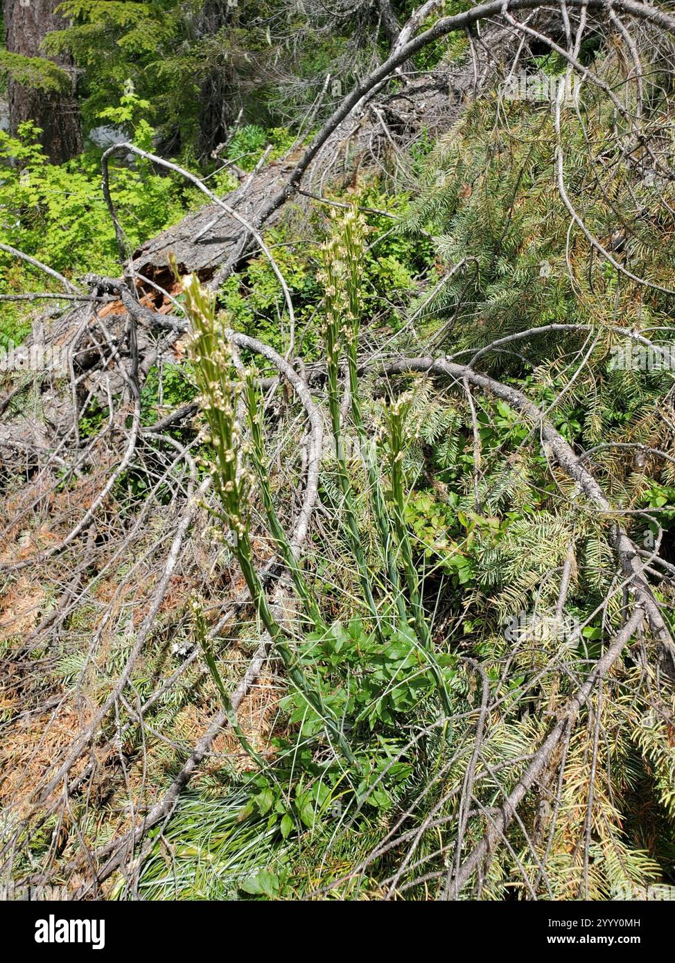 common beargrass (Xerophyllum tenax Stock Photo - Alamy
