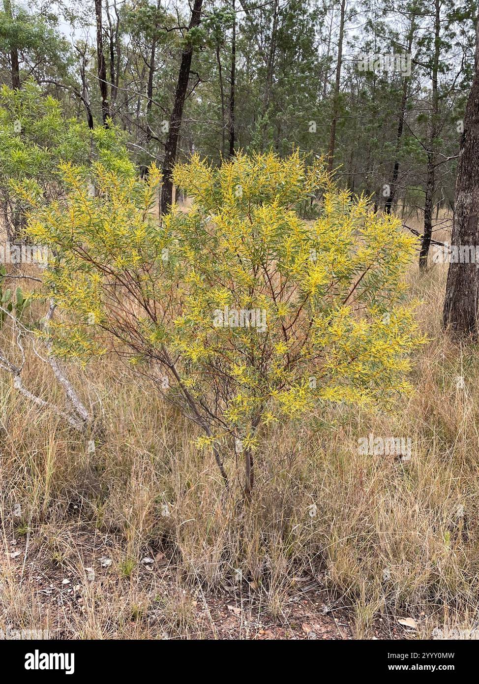 Golden Wattle (Acacia decora Stock Photo - Alamy