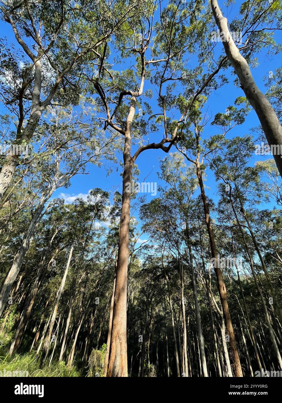 Tallowwood (Eucalyptus microcorys Stock Photo - Alamy