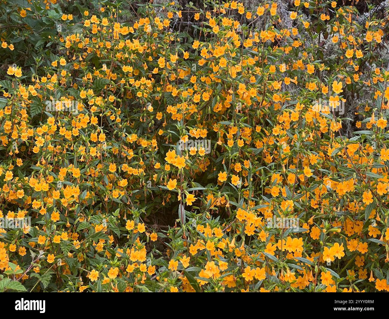 orange bush monkeyflower (Diplacus aurantiacus Stock Photo - Alamy