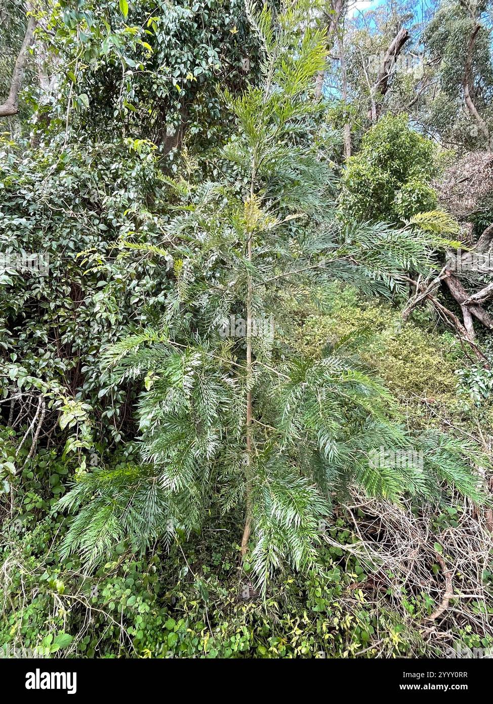 silk oak (Grevillea robusta Stock Photo - Alamy