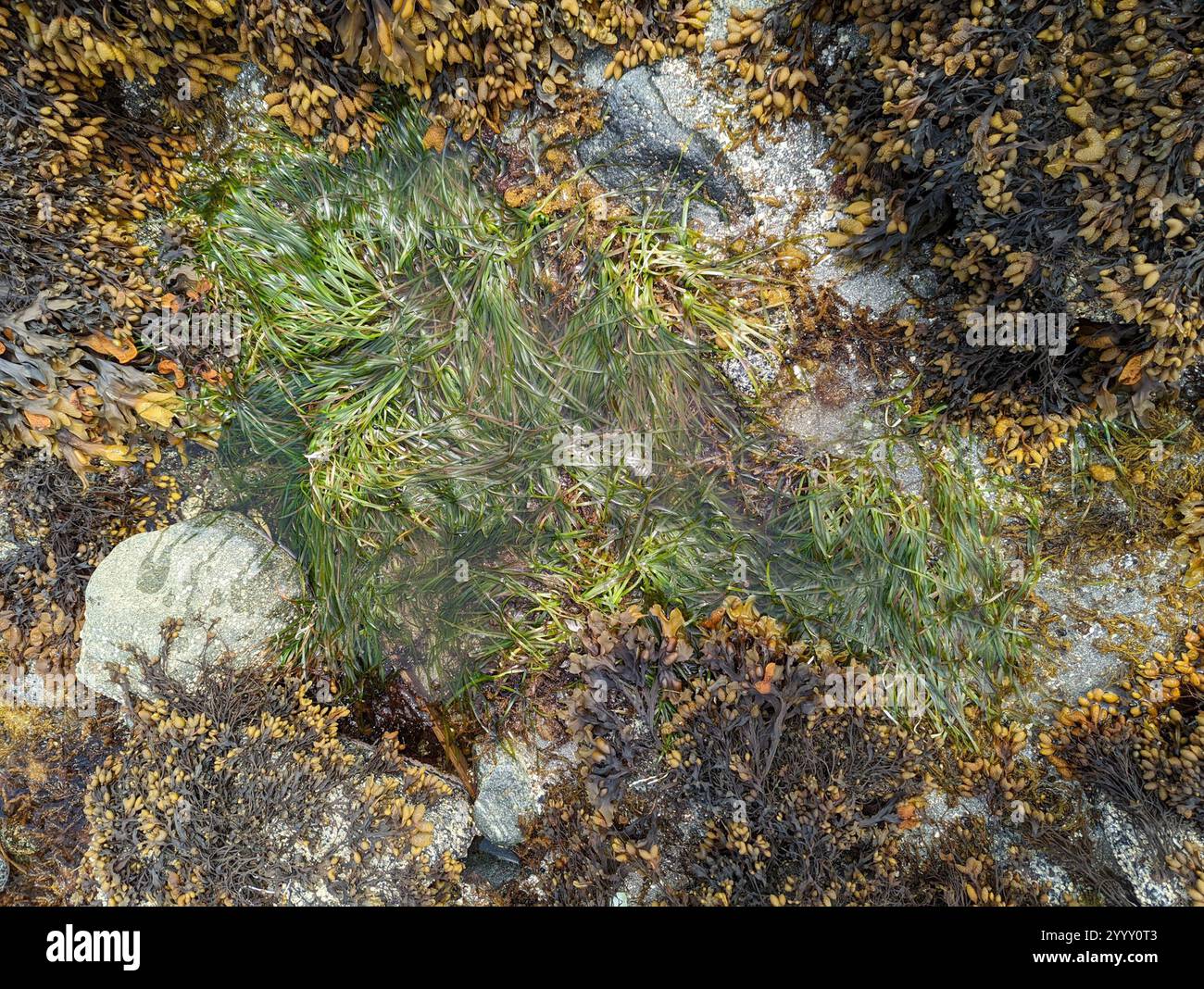Scouler's Surfgrass (Phyllospadix scouleri Stock Photo - Alamy