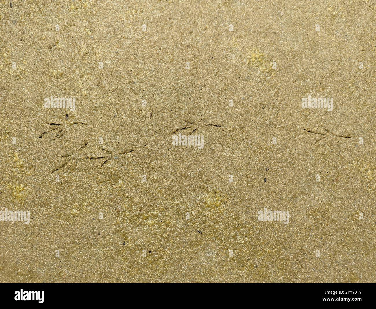 Perching Birds (Passeriformes Stock Photo - Alamy