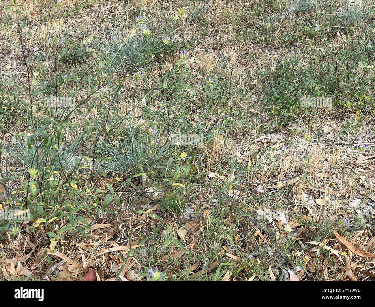 arabian pea (Bituminaria bituminosa Stock Photo - Alamy