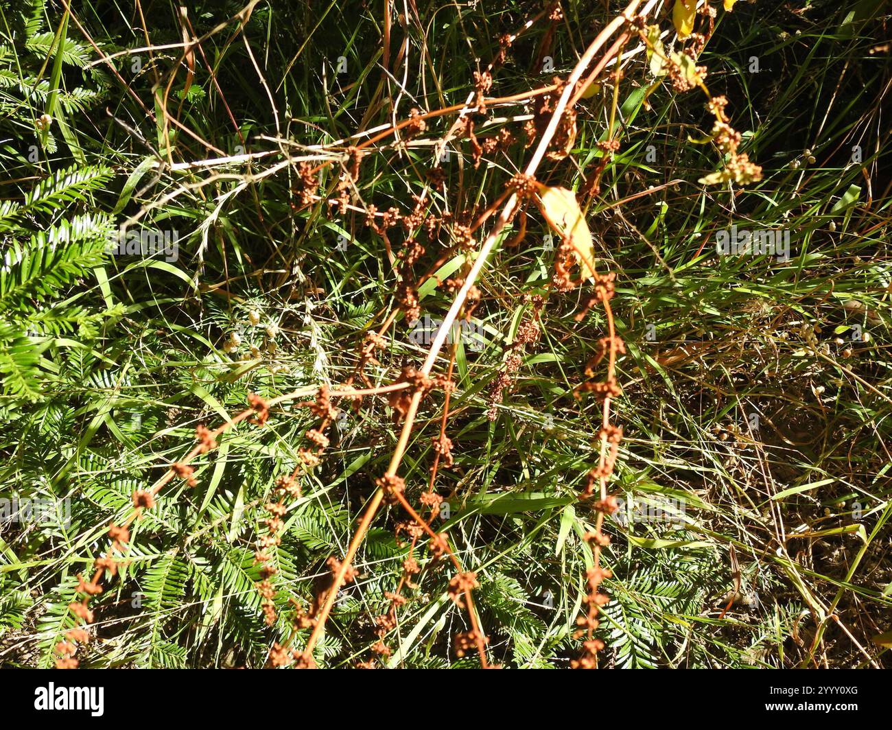Clustered Dock (Rumex conglomeratus Stock Photo - Alamy
