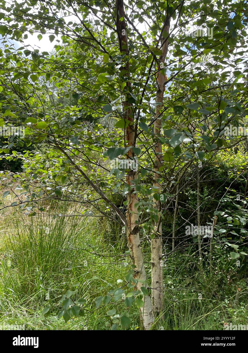 Downy Birch (Betula pubescens Stock Photo - Alamy