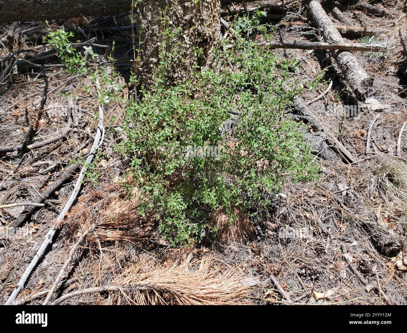 littleleaf mock orange (Philadelphus microphyllus Stock Photo - Alamy