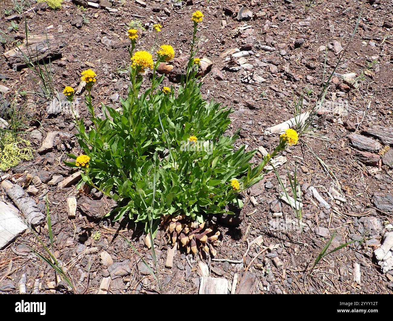 northern goldenrod (Solidago multiradiata Stock Photo - Alamy