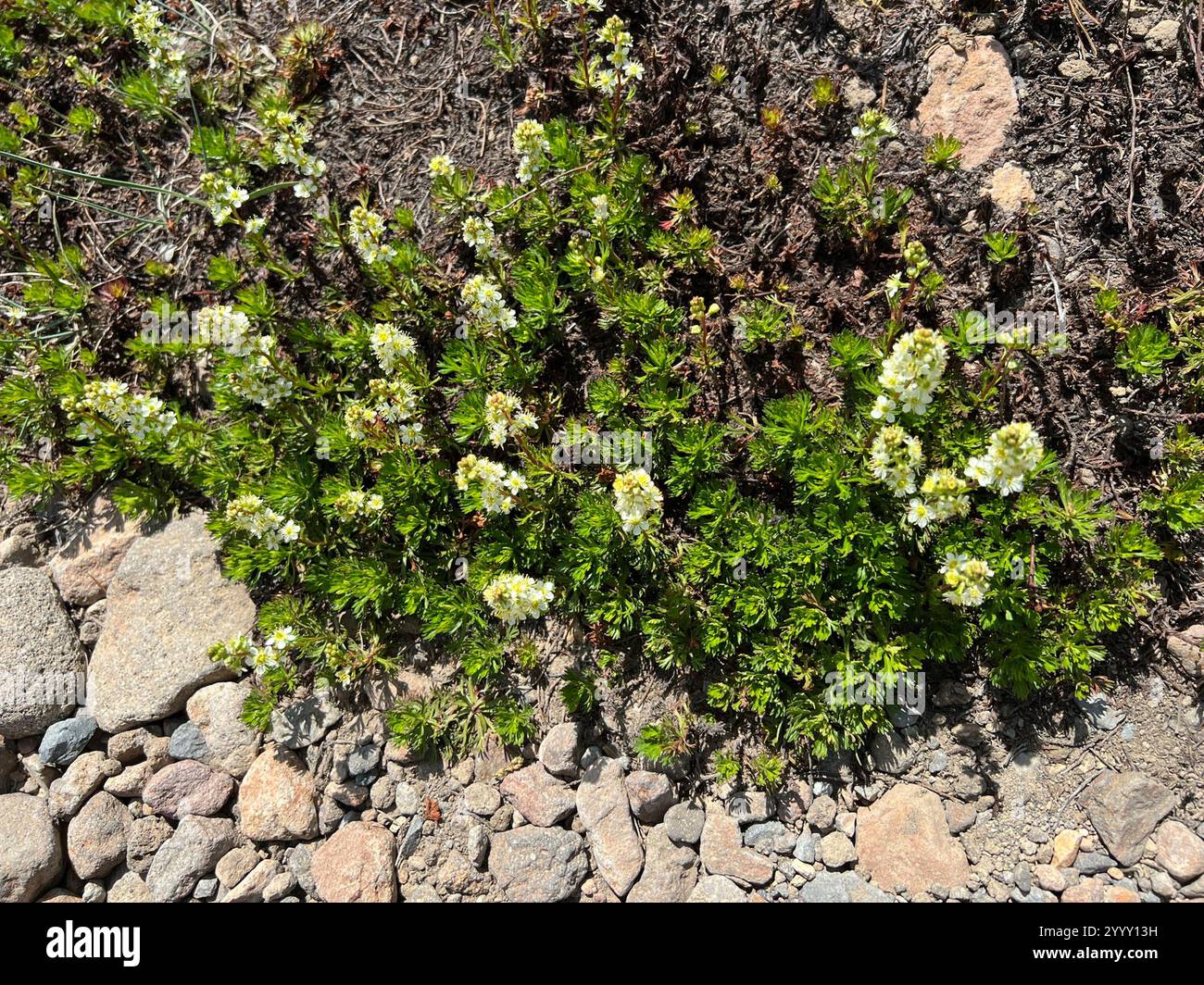 Partridgefoot (Luetkea pectinata Stock Photo - Alamy