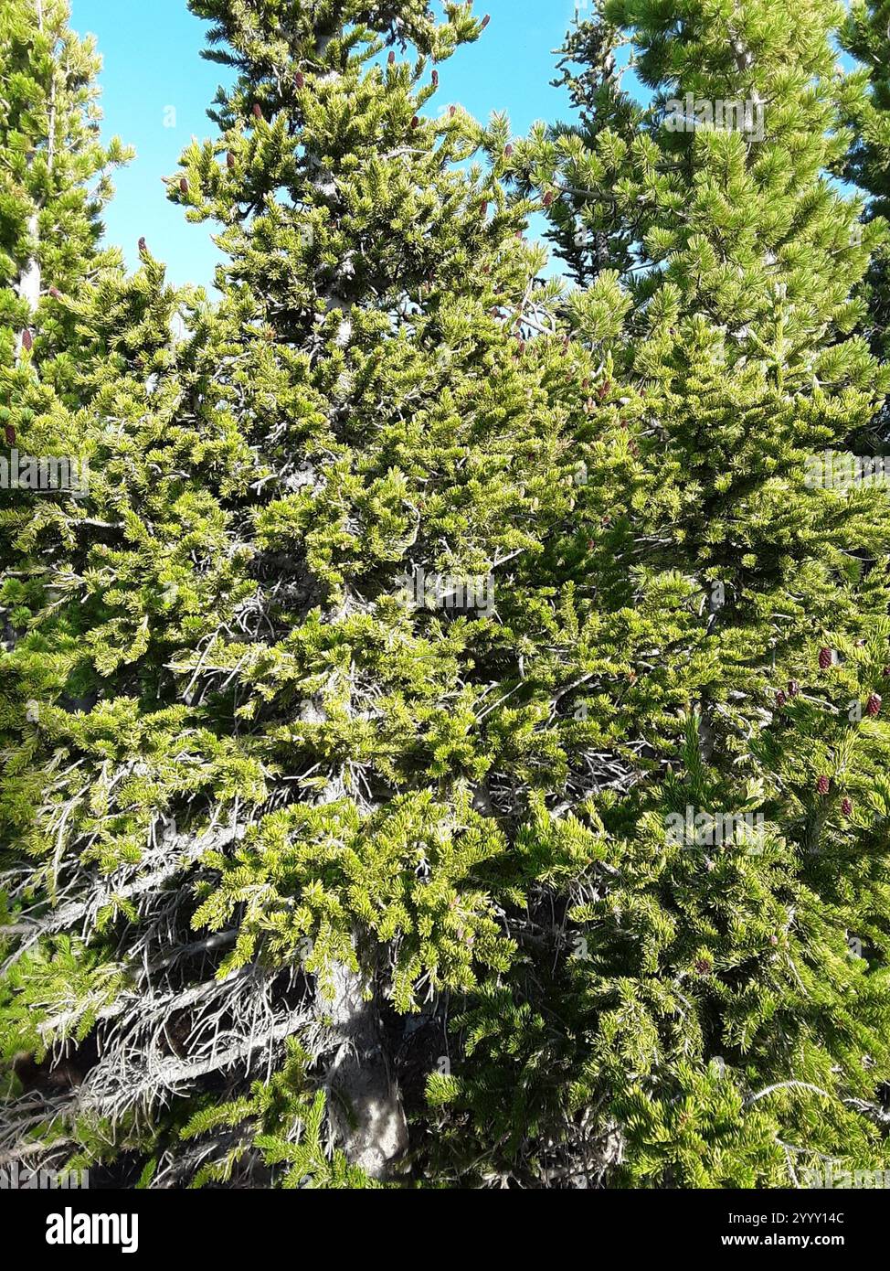 subalpine fir (Abies lasiocarpa Stock Photo - Alamy