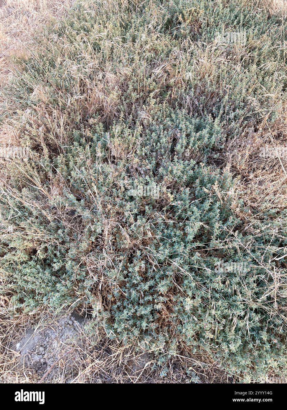 berry saltbush (Atriplex semibaccata Stock Photo - Alamy