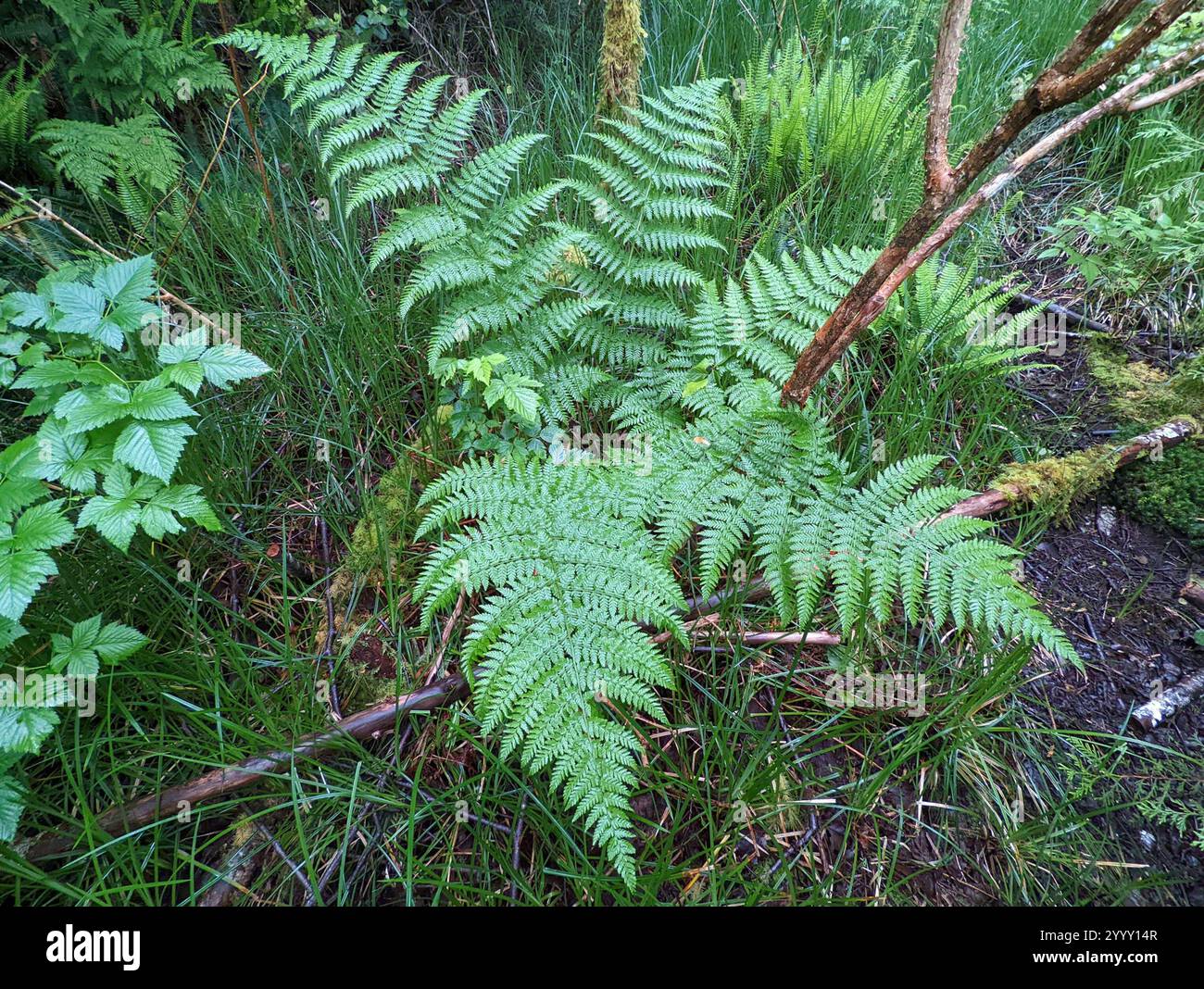 spreading wood fern (Dryopteris expansa Stock Photo - Alamy