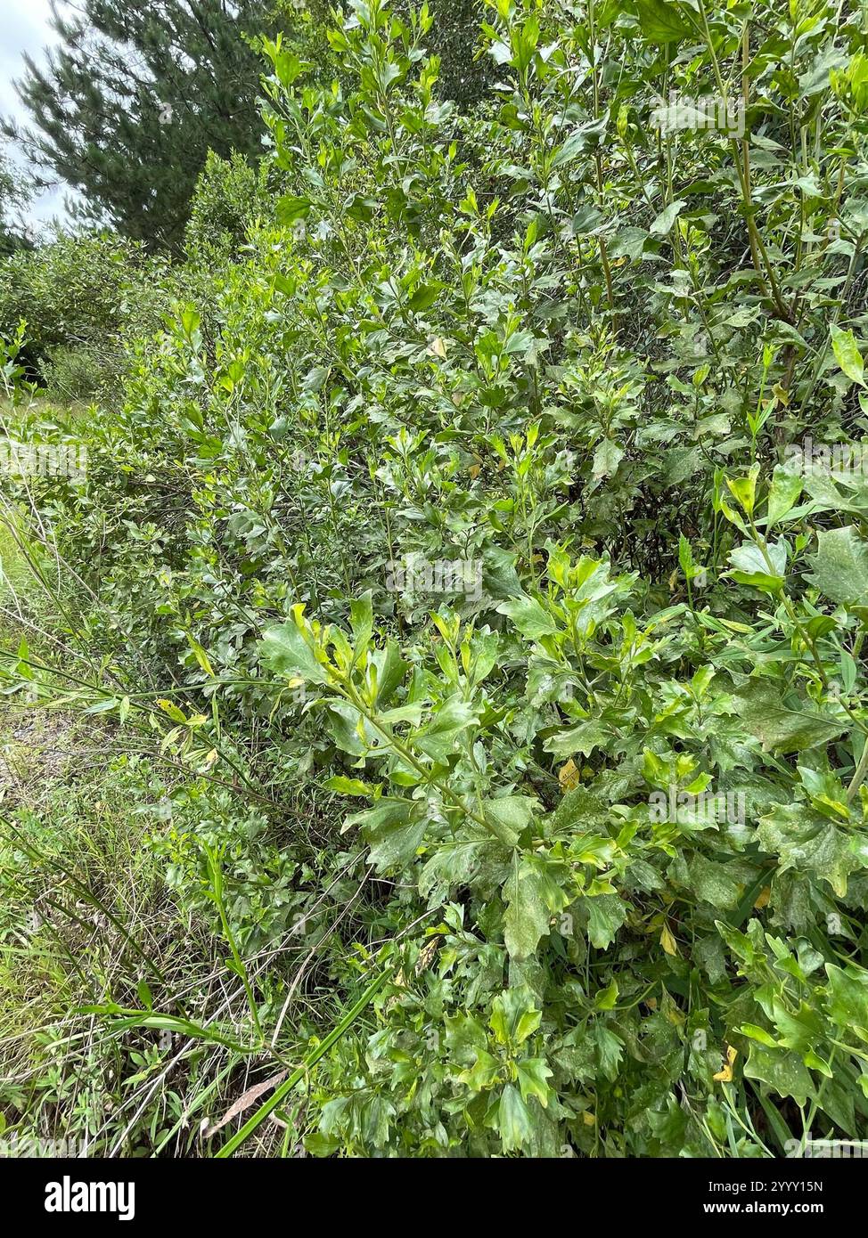 groundsel tree (Baccharis halimifolia Stock Photo - Alamy