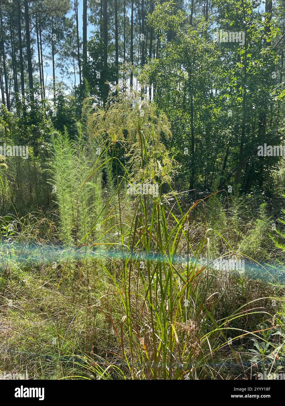 woolgrass (Scirpus cyperinus Stock Photo - Alamy