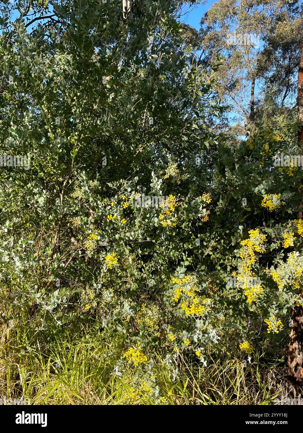 Queensland silver wattle (Acacia podalyriifolia Stock Photo - Alamy