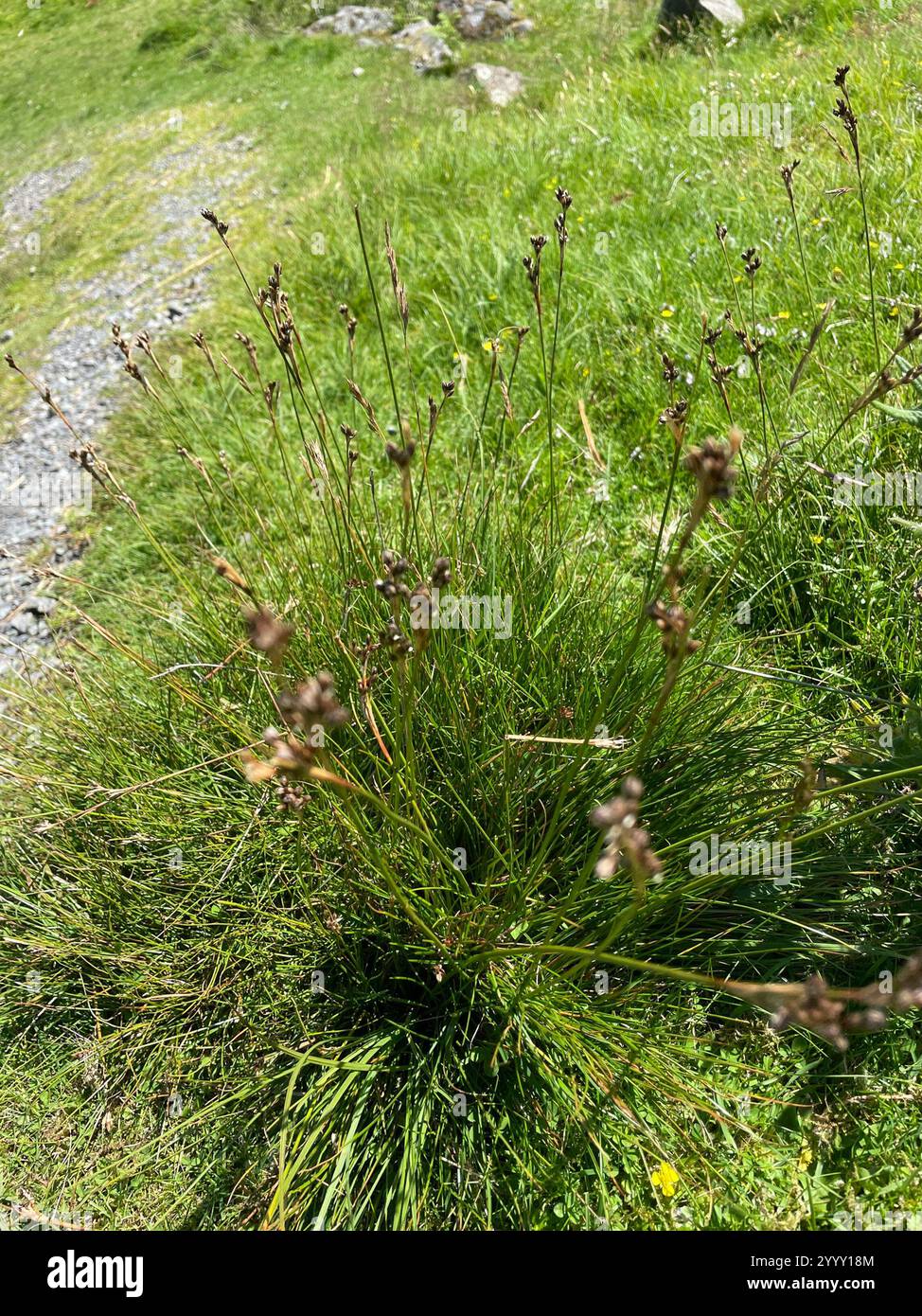 Heath rush juncus squarrosus hi-res stock photography and images - Alamy