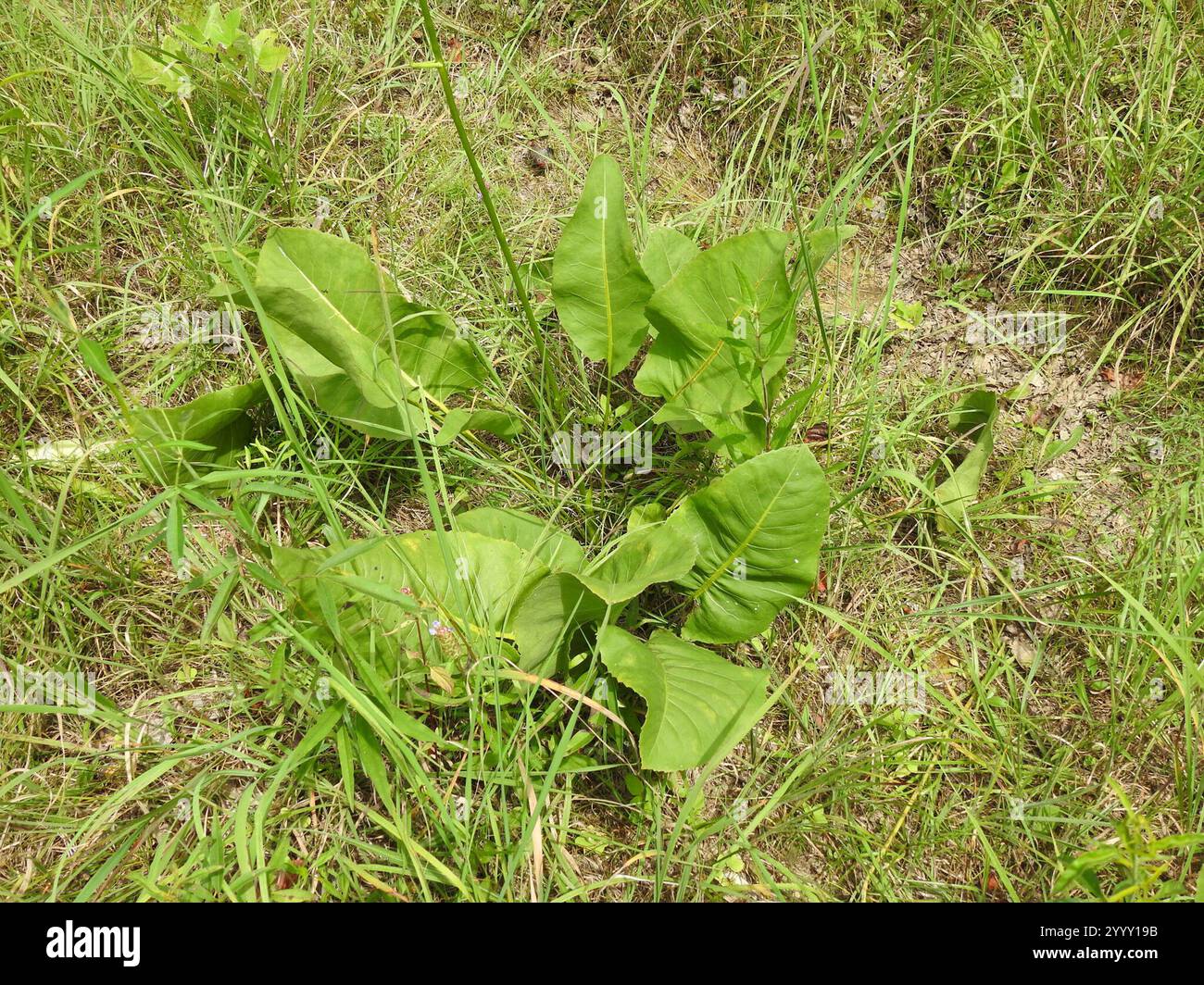 prairie dock (Silphium terebinthinaceum Stock Photo - Alamy