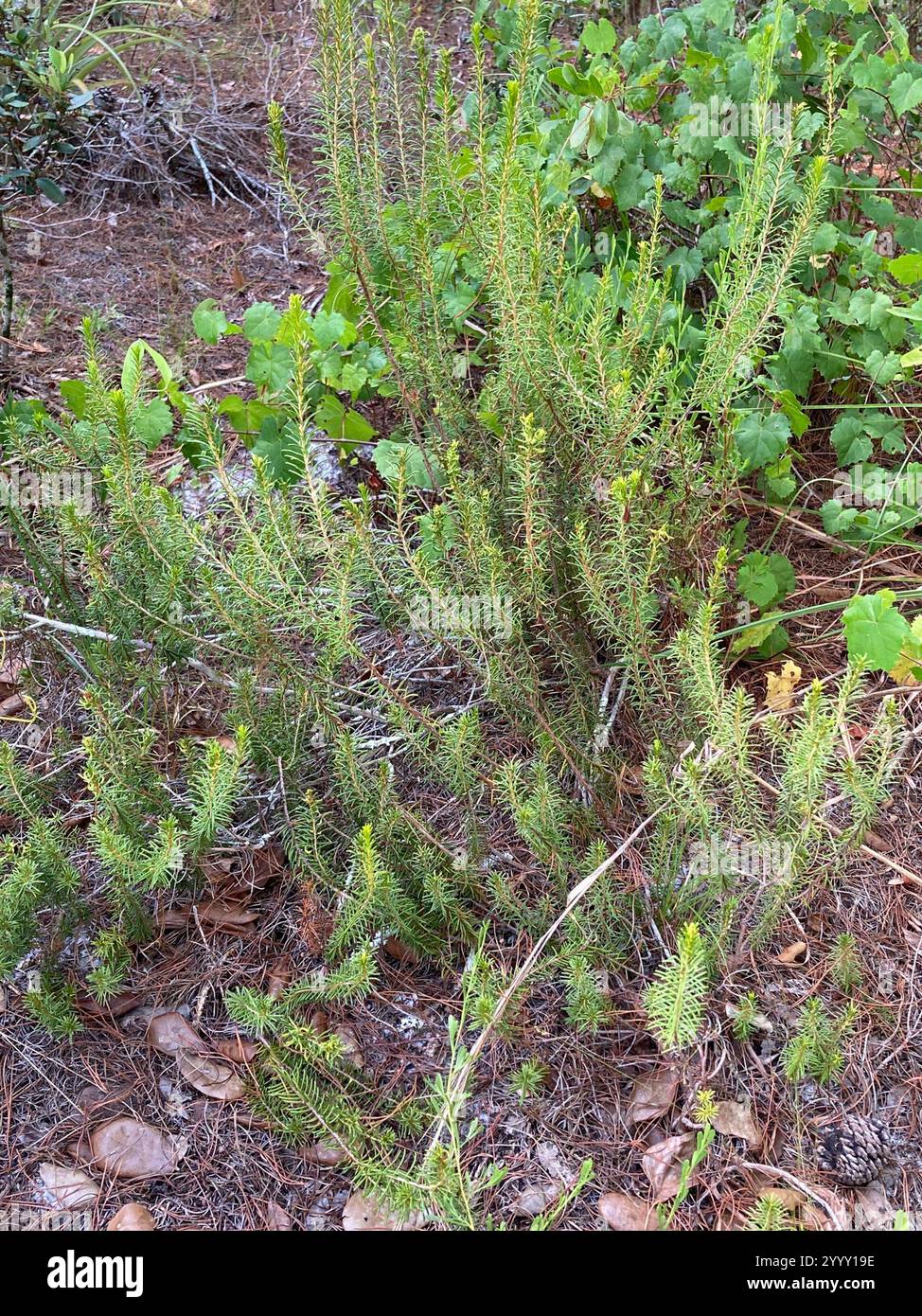 Florida rosemary (Ceratiola ericoides Stock Photo - Alamy