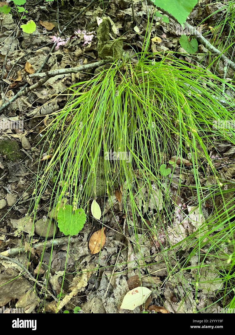 bracted sedge (Carex radiata Stock Photo - Alamy