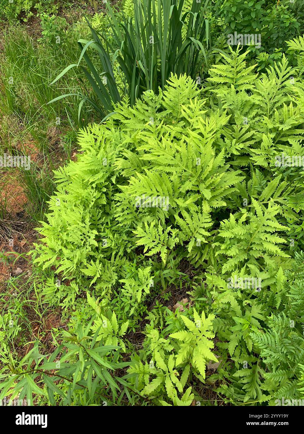 sensitive fern (Onoclea sensibilis Stock Photo - Alamy