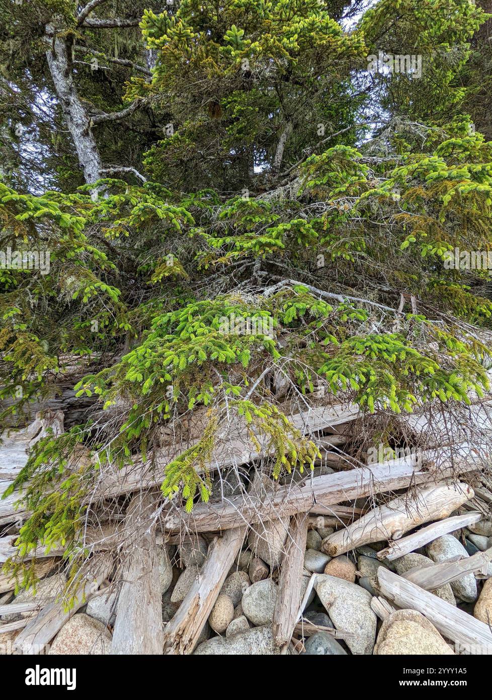 Sitka spruce (Picea sitchensis Stock Photo - Alamy